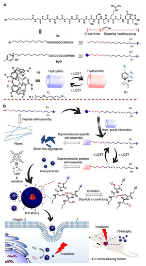 Polymers Free Full Text Supramolecular Combination Cancer Therapy
