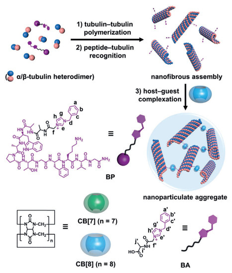 Polymers Free Full Text Supramolecular Combination Cancer Therapy