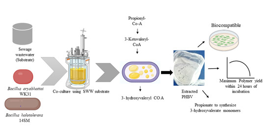 Polymers | Free Full-Text | Co-Culture of Halotolerant Bacteria to Produce Poly(3 ...