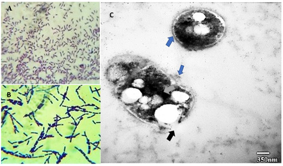 Co-Culture of Halotolerant Bacteria to Produce Poly(3-hydroxybutyrate ...