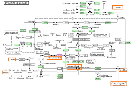 Co-Culture of Halotolerant Bacteria to Produce Poly(3-hydroxybutyrate ...