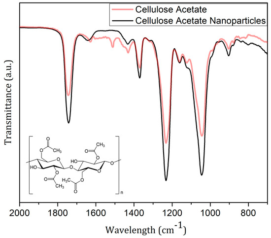 Preparation and Phytotoxicity Evaluation of Cellulose Acetate Nanoparticles