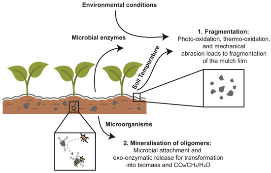 Polymers Use as Mulch Films in Agriculture—A Review of History ...