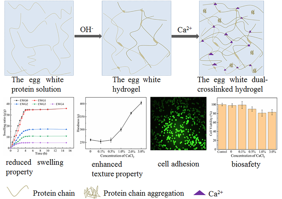 Polymers | Free Full-Text | Preparation and Properties of Egg White ...