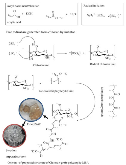 Polymers | Free Full-Text | Chitosan-Graft-Poly(acrylic acid) Superabsorbent’s Water Holding in ...