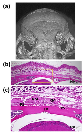 Bone Formation on Murine Cranial Bone by Injectable Cross-Linked ...