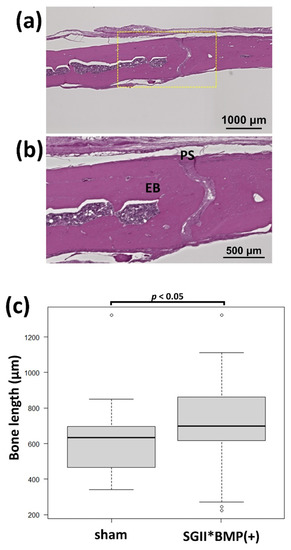 Bone Formation on Murine Cranial Bone by Injectable Cross-Linked ...