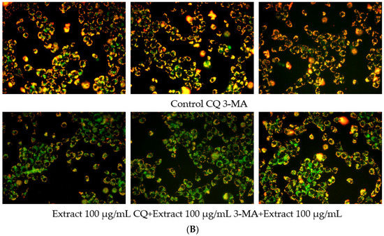 Osmanthus-Loaded PVP/PVA Hydrogel Inhibits the Proliferation and ...