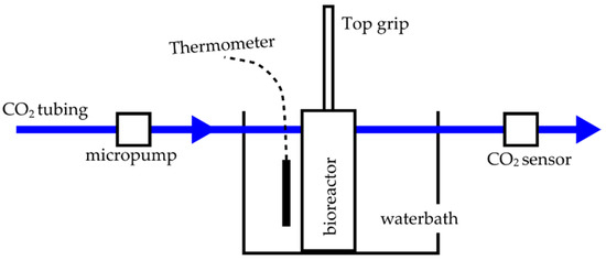 Muscle-like Scaffolds for Biomechanical Stimulation in a Custom-Built ...