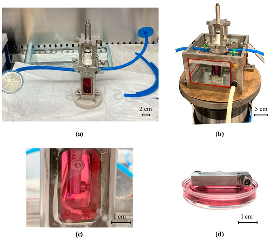 Muscle-like Scaffolds for Biomechanical Stimulation in a Custom-Built ...