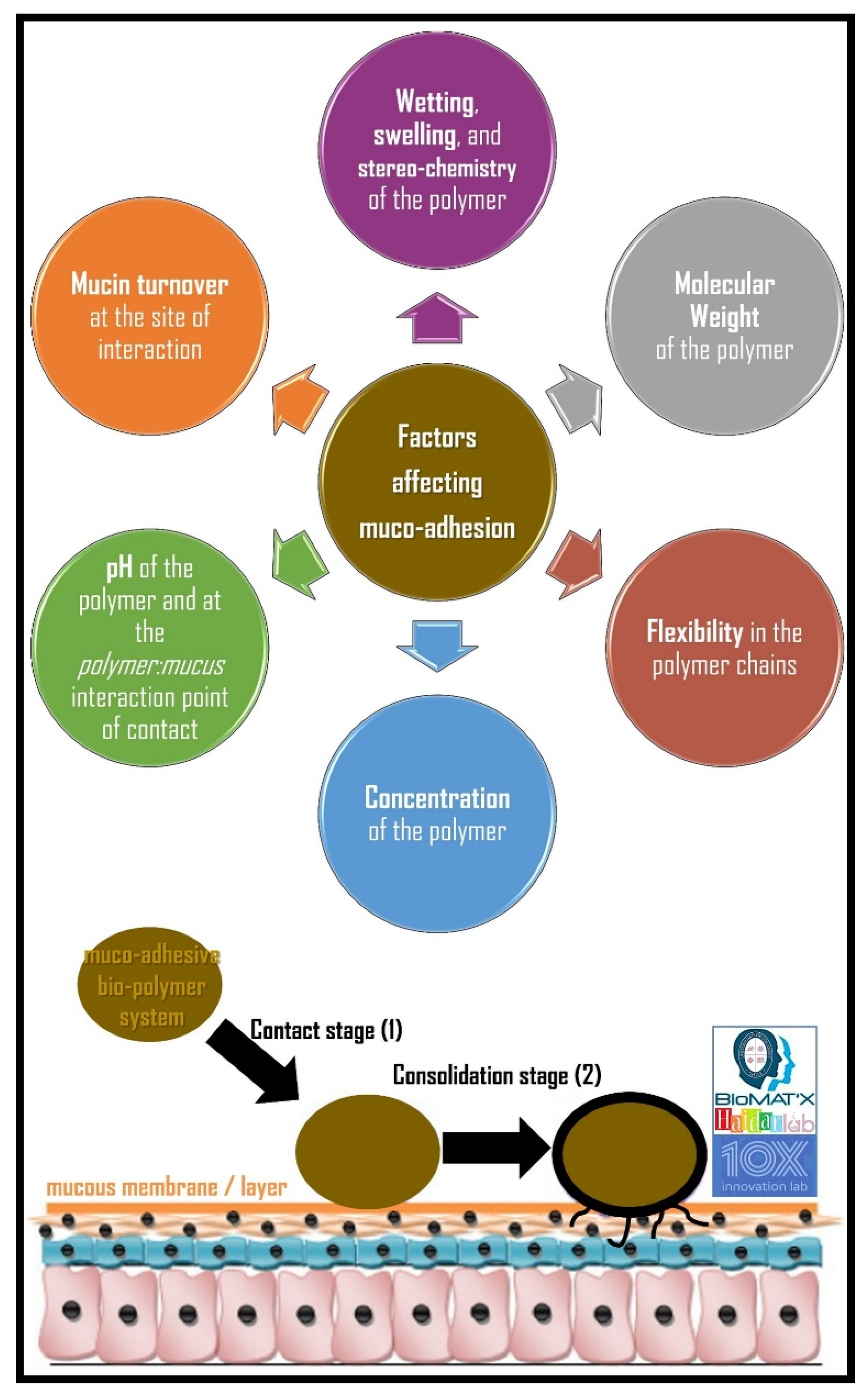 Bio-Inspired Muco-Adhesive Polymers for Drug Delivery Applications
