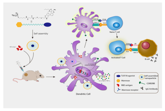Self-Assembled TLR7/8 Agonist-Mannose Conjugate as An Effective Vaccine Adjuvant for SARS-CoV-2 ...