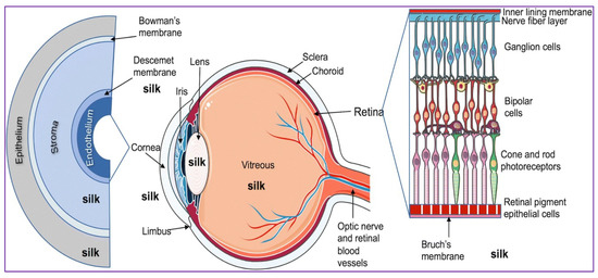 Promising Role of Silk-Based Biomaterials for Ocular-Based Drug ...