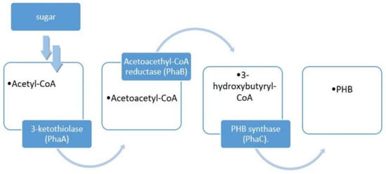 An Overview on Wood Waste Valorization as Biopolymers and Biocomposites ...