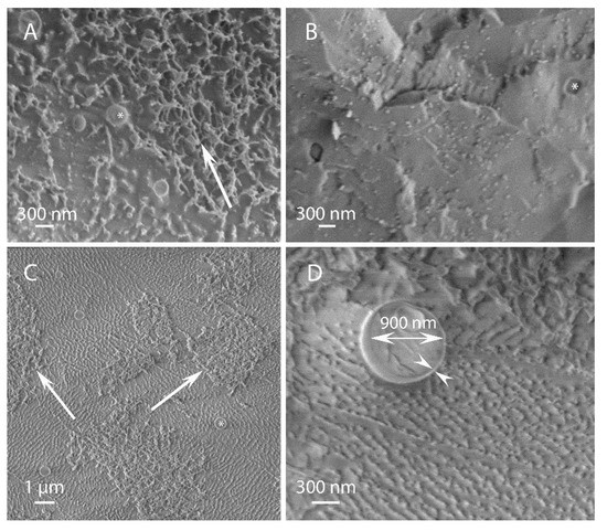 Encapsulation Of Thymol And Eugenol Essential Oils Using Unmodified Cellulose Preparation And