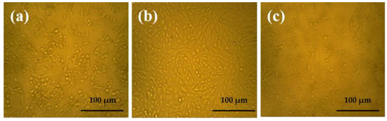 Fabrication of Bio-Based Film Comprising Metal Oxide Nanoparticles ...