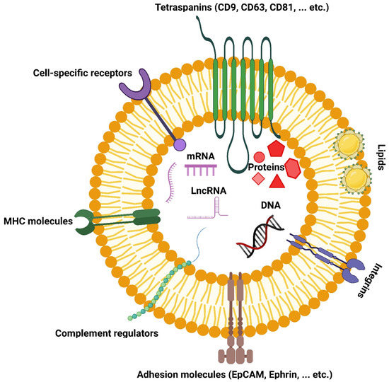 Polymers | Free Full-Text | Liposomes or Extracellular Vesicles: A ...