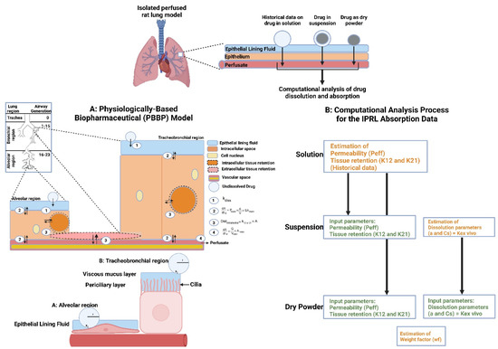 Liposomes or Extracellular Vesicles: A Comprehensive Comparison of Both ...