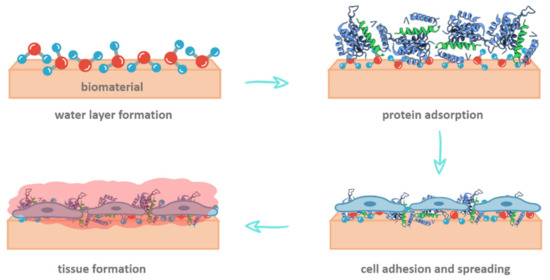 Polymers | Free Full-Text | Poly (Ether-Ether-Ketone) for Biomedical ...