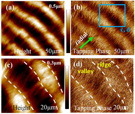 Polymers | Free Full-Text | Crystal-by-Crystal Assembly in Two Types of ...