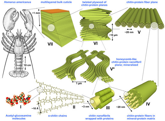 Cellulose–Chitosan Functional Biocomposites