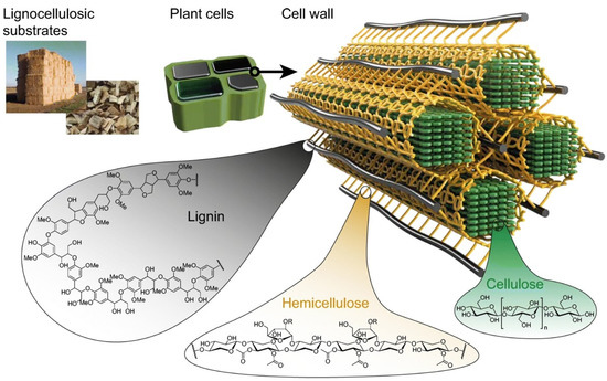 Cellulose–Chitosan Functional Biocomposites