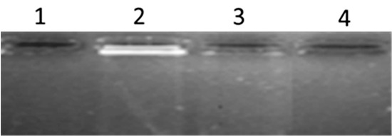 Aligned TiO2 Scaffolds in the Presence of a Galactopyranose Matrix by ...