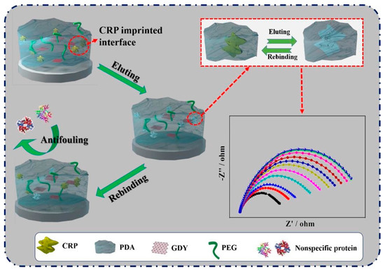 Molecularly Imprinted Polymer-Based Sensors for Protein Detection