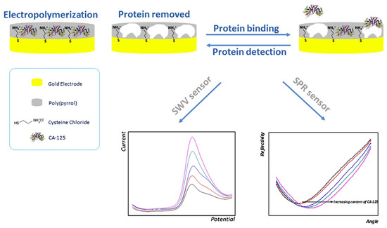 Molecularly Imprinted Polymer-Based Sensors for Protein Detection