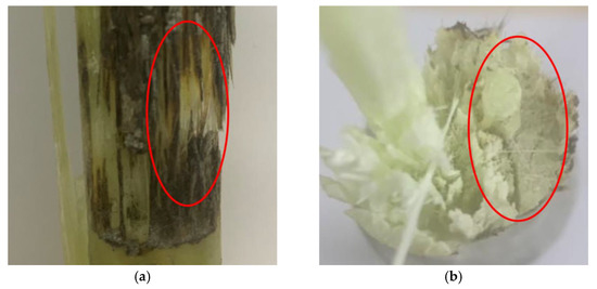 Influence of Surface Discharge on Resin Degradation in Decay-like ...
