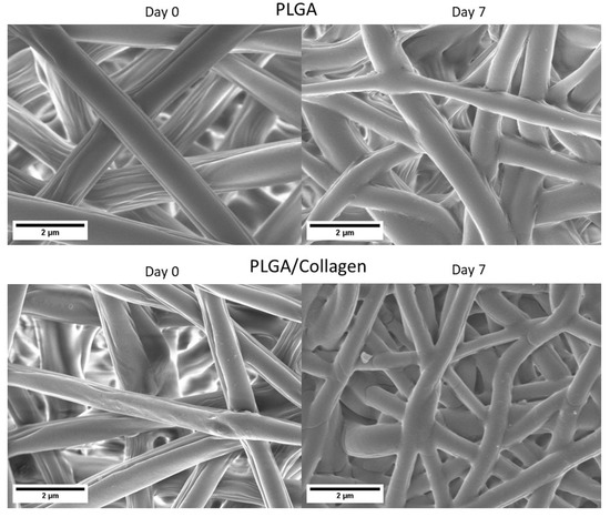 Polymers | Free Full-Text | Effect of Electrospun PLGA/Collagen ...