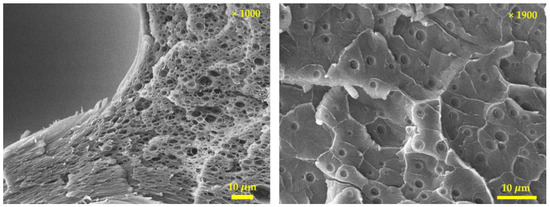 Solid-State Surface Patterning on Polymer Using the Microcellular Foaming Process