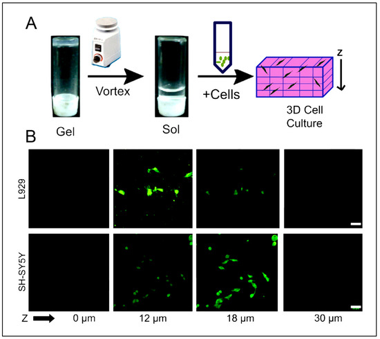 Multifunctional Self-Assembled Peptide Hydrogels for Biomedical ...