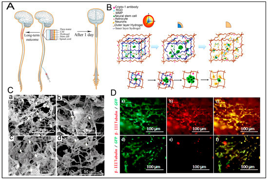 Multifunctional Self-Assembled Peptide Hydrogels for Biomedical ...