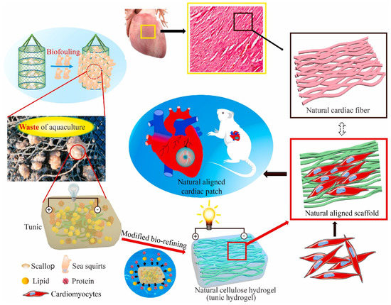 Progress in Biomaterials for Cardiac Tissue Engineering and Regeneration