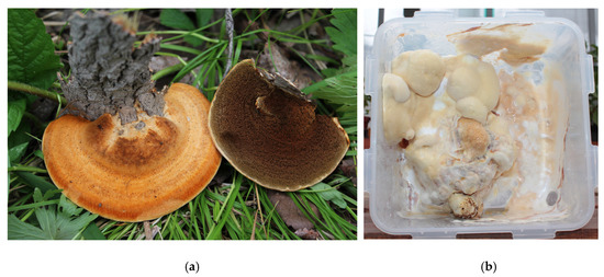 New Inonotus Polysaccharides: Characterization and Anticomplementary ...