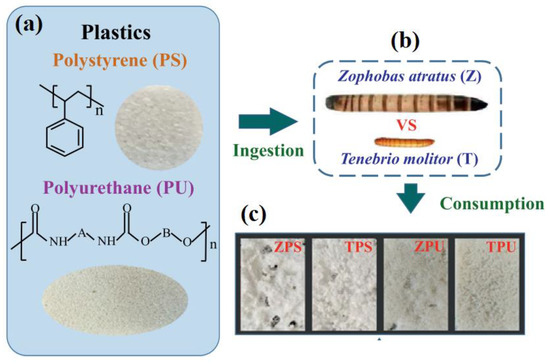 Recent Advances in Degradation of Polymer Plastics by Insects ...