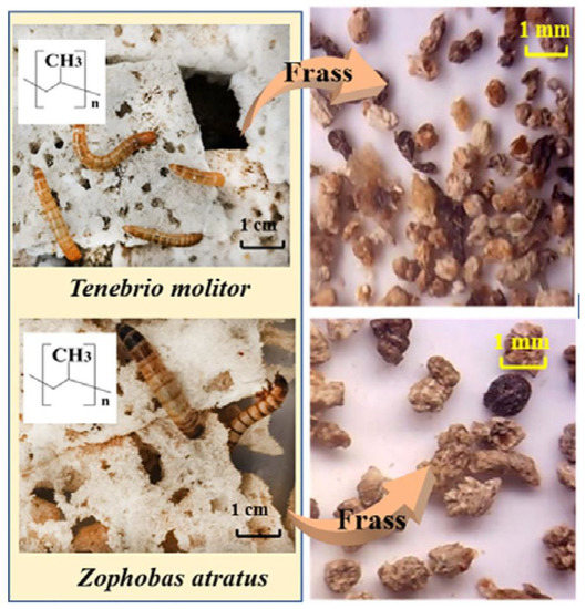 Recent Advances in Degradation of Polymer Plastics by Insects ...