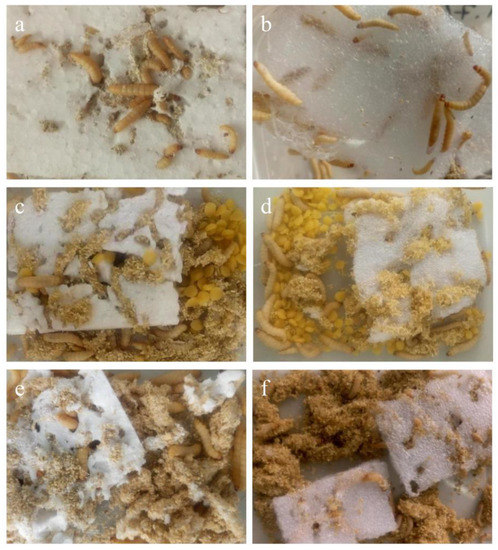Recent Advances in Degradation of Polymer Plastics by Insects ...