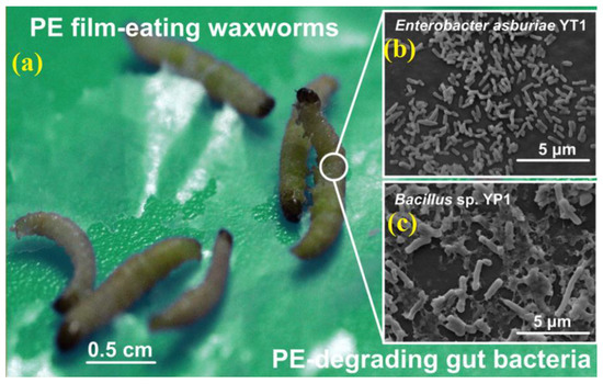 Recent Advances in Degradation of Polymer Plastics by Insects ...