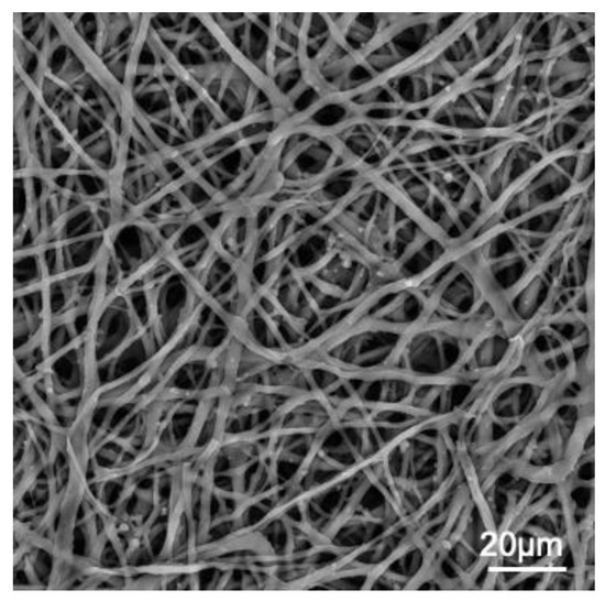 Polymers | Free Full-Text | Eggshell Membrane as a Biomaterial for Bone ...