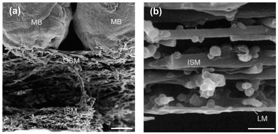 Eggshell Membrane as a Biomaterial for Bone Regeneration