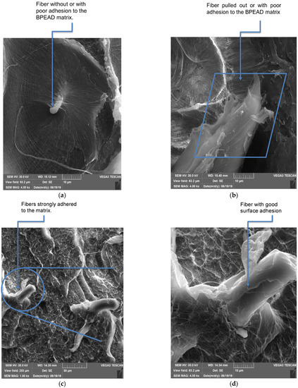 Bio-Polyethylene Composites Based on Sugar Cane and Curauá Fiber: An ...