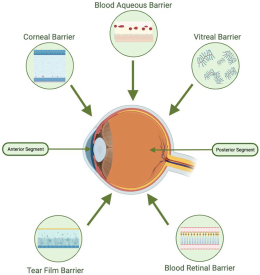 Breaking Barriers in Eye Treatment: Polymeric Nano-Based Drug-Delivery ...