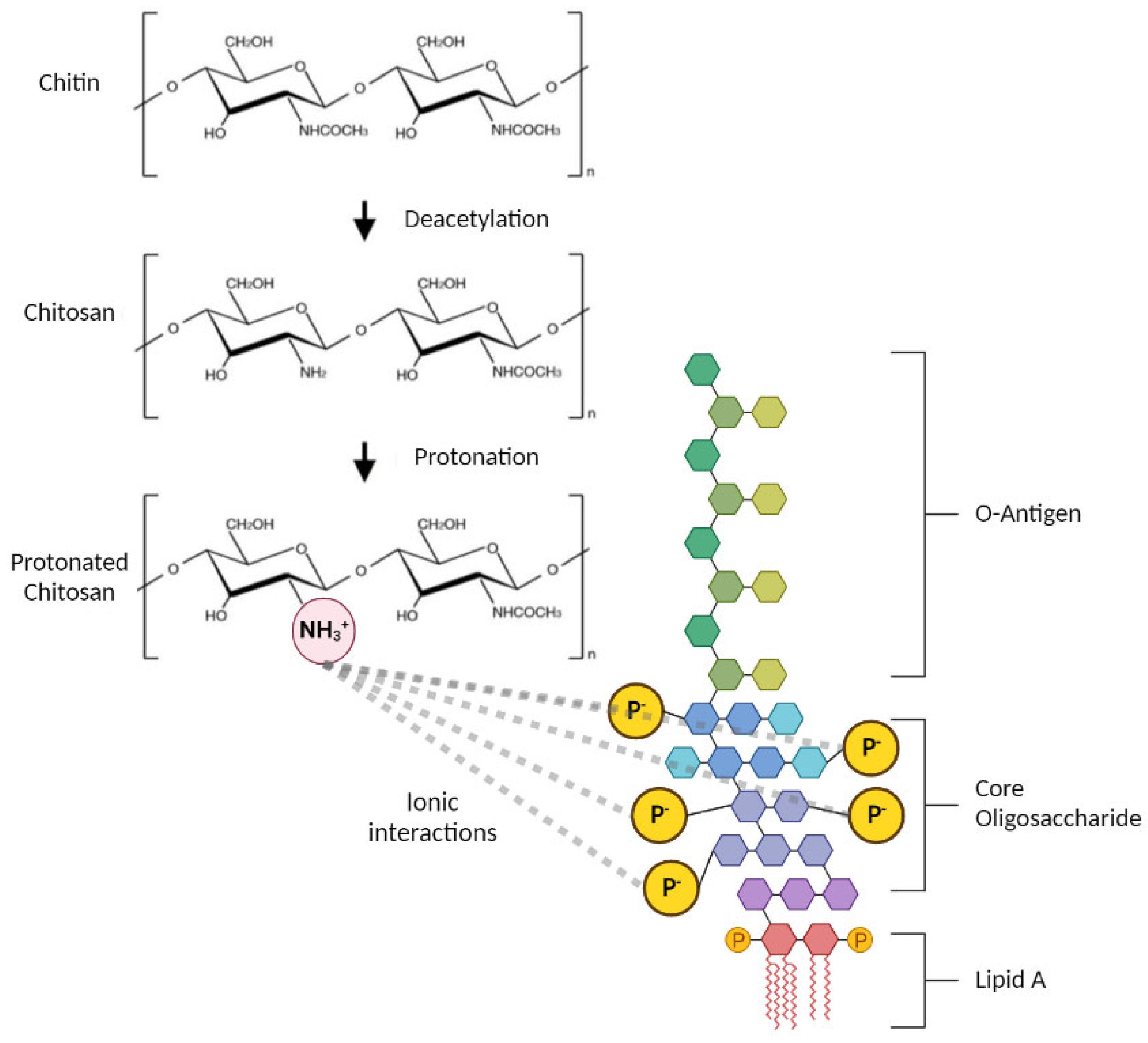 Effective Endotoxin Removal from Chitosan That Preserves Chemical Structure and Improves ...