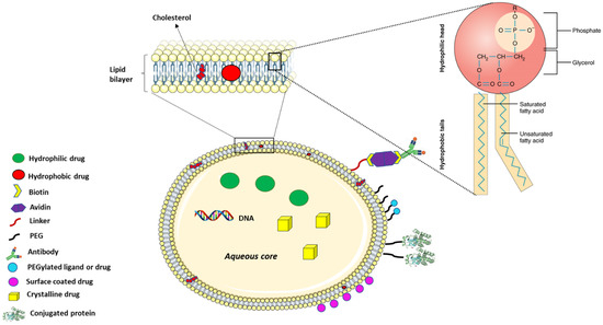Nanoparticles as Drug Delivery Systems: A Review of the Implication of ...