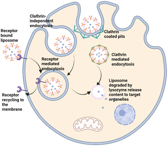 Nanoparticles as Drug Delivery Systems: A Review of the Implication of ...