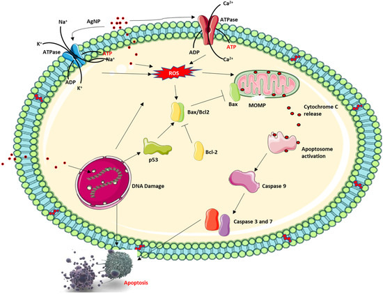 Nanoparticles as Drug Delivery Systems: A Review of the Implication of ...