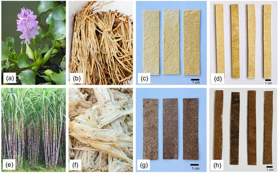 Development and Characterization of Bio-Composites from the Plant ...