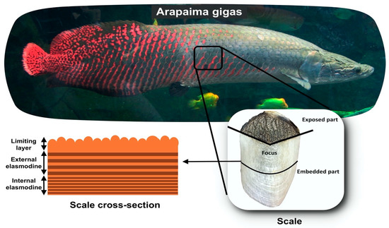 Polymers | Free Full-Text | Energy Absorption and Ballistic Performance ...